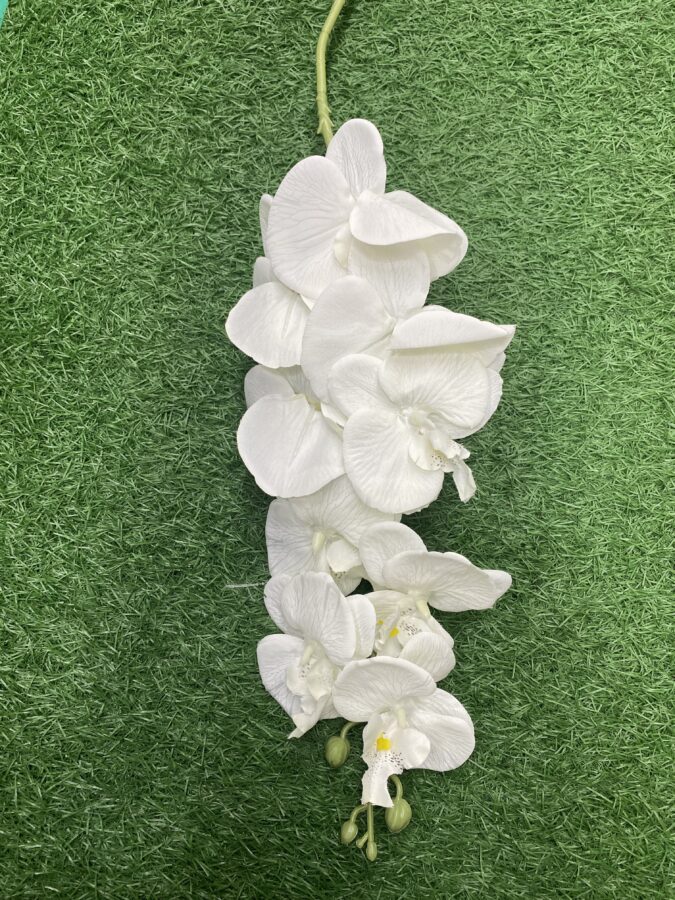 Ls53 Creamy white orchid in long stem | X&L Flower House/Wedding and ...
